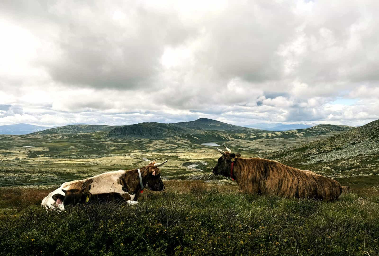 Aktuelt - dalir.no